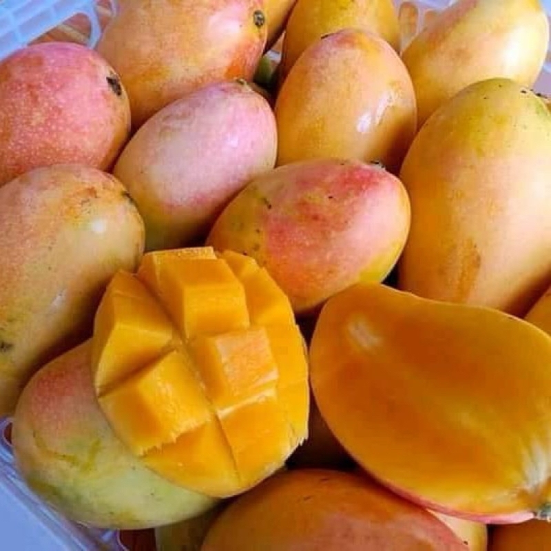 Jual Mangga Podang Masak Pohon Berat 1 Kg | Shopee Indonesia