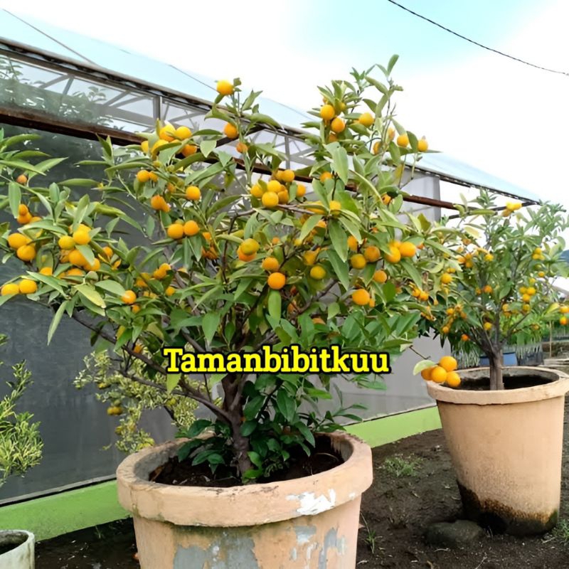 Jual Bibit Jeruk Kimkit Madu Kondisi Berbuah | Shopee Indonesia