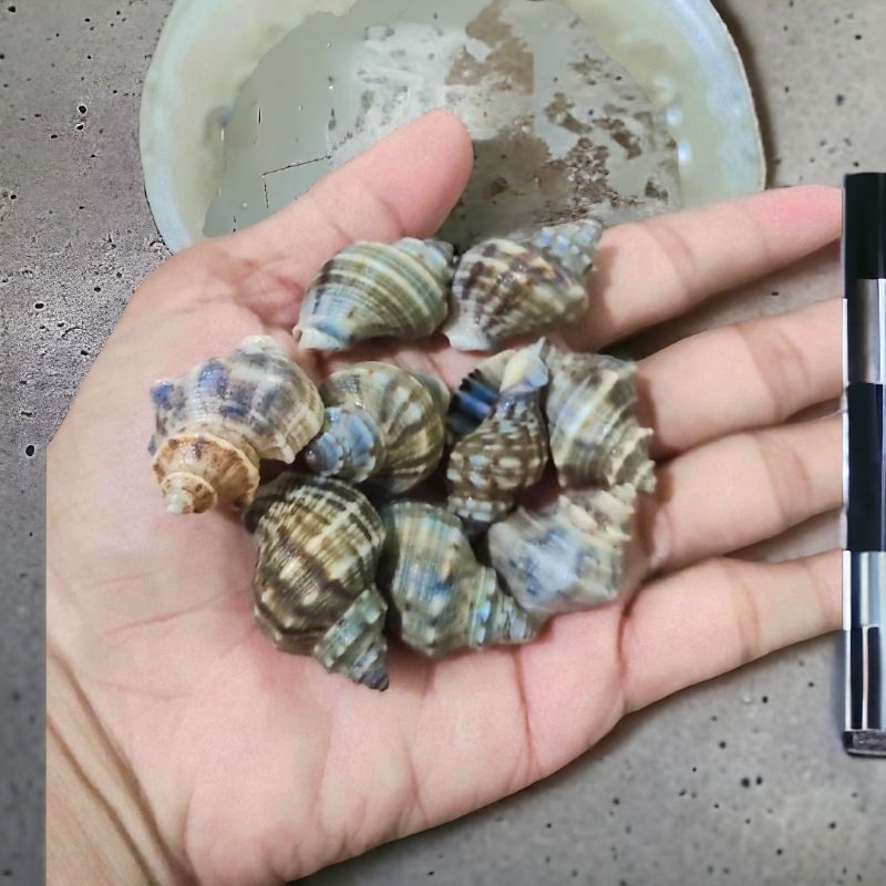 Jual Cangkang Kelomang kosong 500gram dan 1000gram | Shopee Indonesia