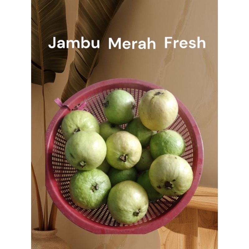 Jual jambu biji merah fresh 1kg original quality | Shopee Indonesia