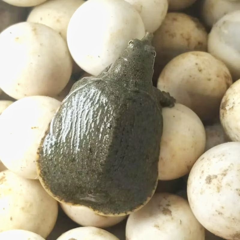 Jual bulus mainan Labi-labi hidup edukasi koleksi | Shopee Indonesia