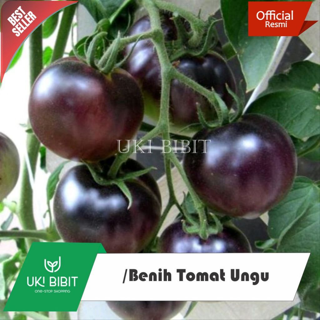 Jual ( 10 Butir ) Benih Biji Tomat Hitam | Tomat Biru | Shopee Indonesia