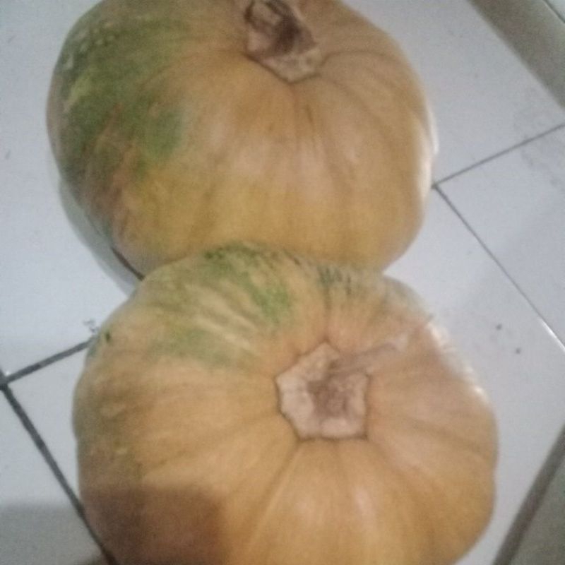 Jual waluh parang walo kuning buah labu kuning per kg | Shopee Indonesia