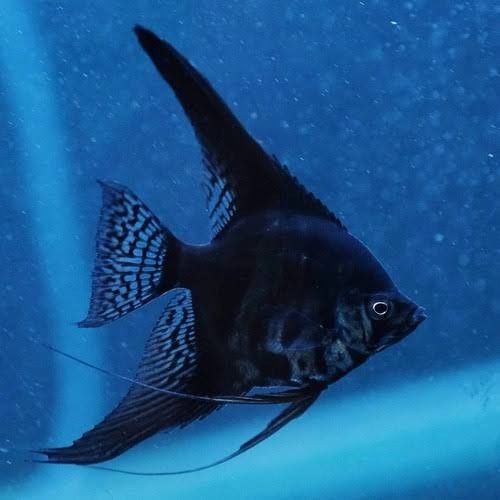 Jual ikan manfish black/IKAN HIAS AQUASCAPE/IKAN TANKMATE/IKAN HIAS ...