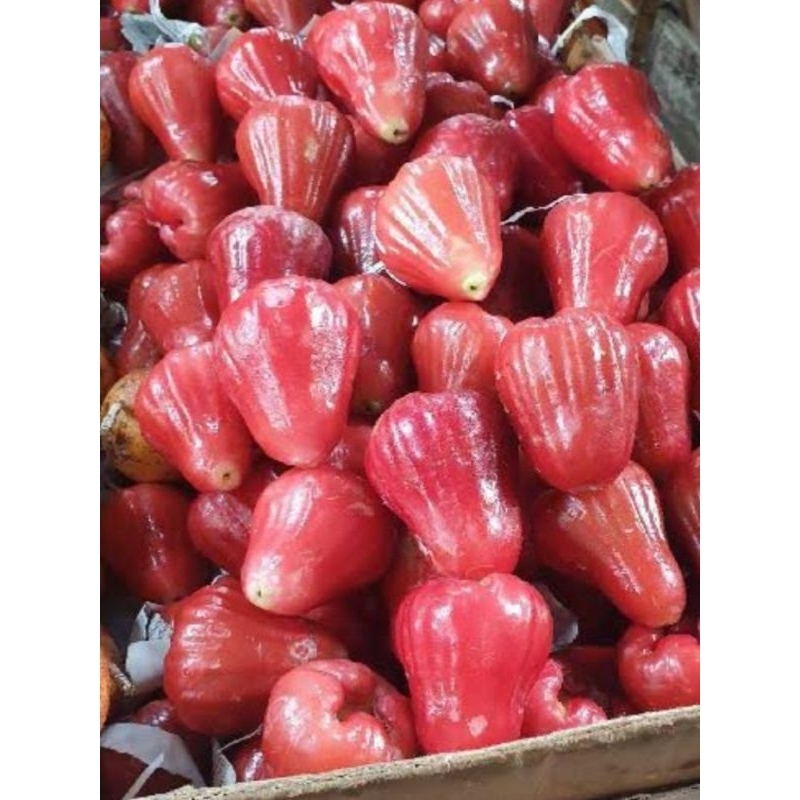 Jual jambu air citra merah 500 gram | Shopee Indonesia