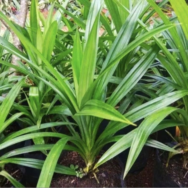 Jual tanaman pandan berdaun wangi pandan yang bisa di konsumsi rimbun ...