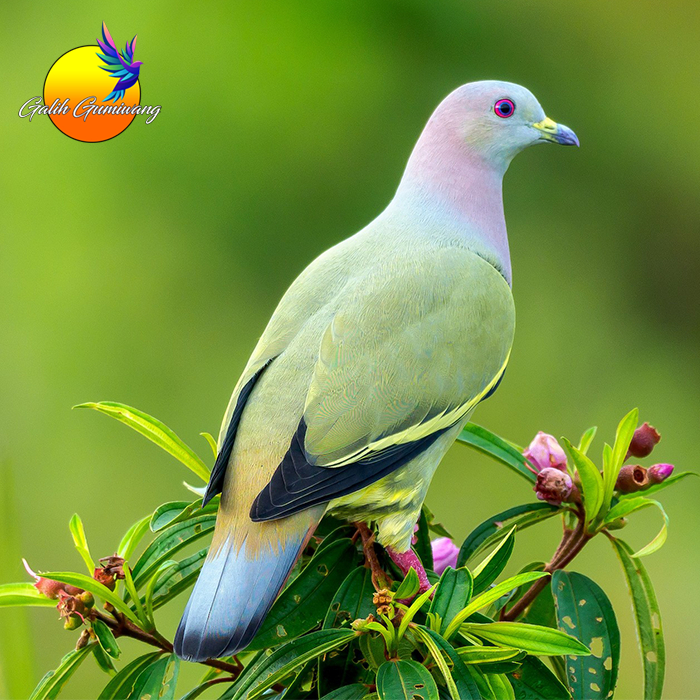 Jual Burung Punai | Shopee Indonesia