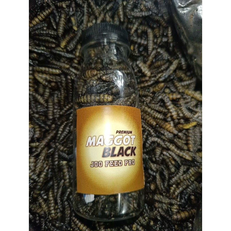 Jual Maggot kering Premium Black untuk Bar dan Body Marking -Joo feed ...