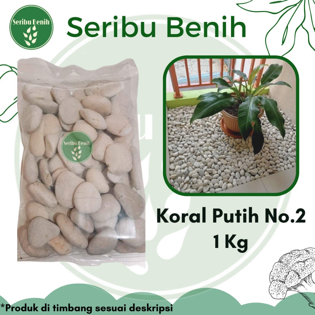Jual 1Kg Batu Koral Putih No. 2 - Coral M Kupang Hiasan Taman Aquascape ...