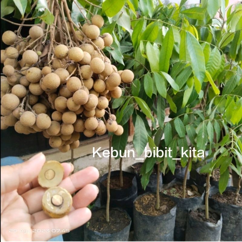 Jual Tanaman pohon Kelengkeng kateki ukuran sedang | Shopee Indonesia