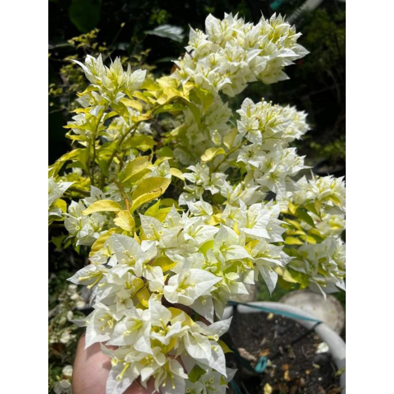 Jual Bibit bugenvil Putih Albino | Shopee Indonesia