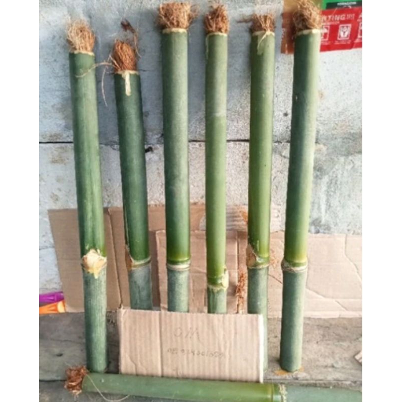 Jual obor bambu ukuran 60 cm tugas prakaya sekolah / obor camping ...