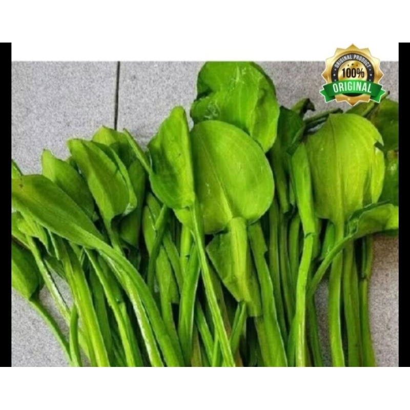 Jual paket sayuran genjer atau genyer segar 1ikat | Shopee Indonesia