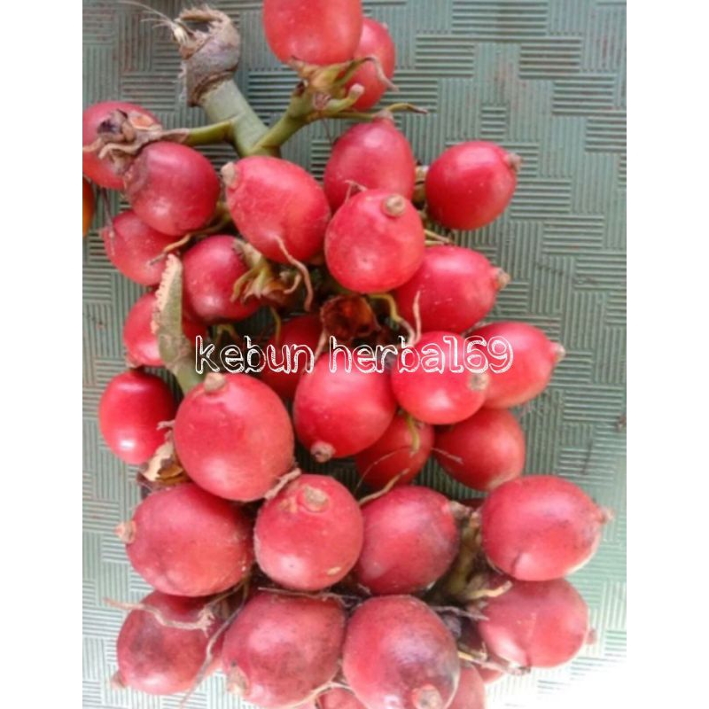 Jual Buah pinang merah per buah | Shopee Indonesia