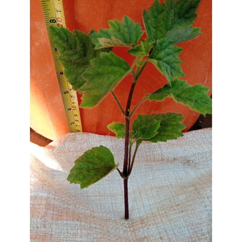 Jual bibit pucuk Nilam warna batang ungu | Shopee Indonesia