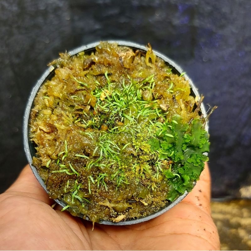 Jual Utricularia Fulva tanaman karnivora bladderworts | Shopee Indonesia