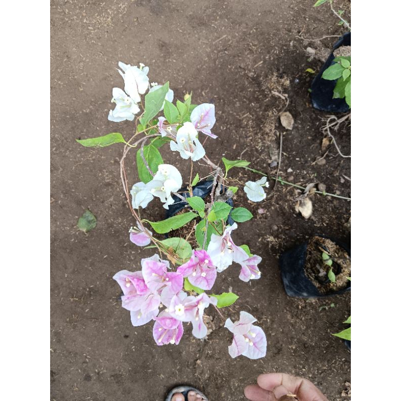 Jual PRODUK LIVE BOGENFIL 1 KILO 1 TANAMAN | Shopee Indonesia