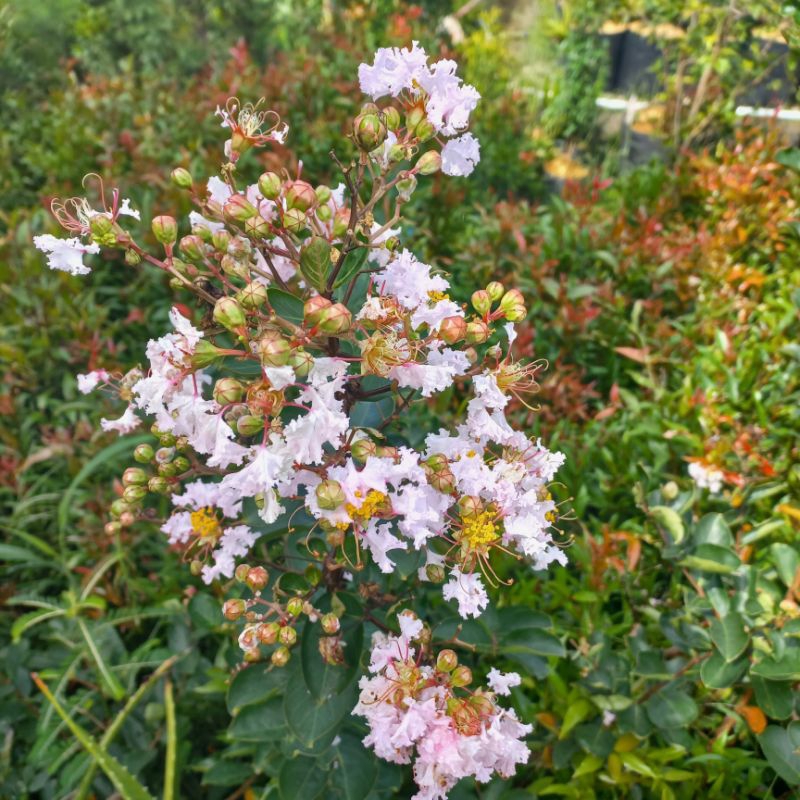Jual Tanaman hias White Crape Myrtle / Sakura Putih 300g | Shopee Indonesia