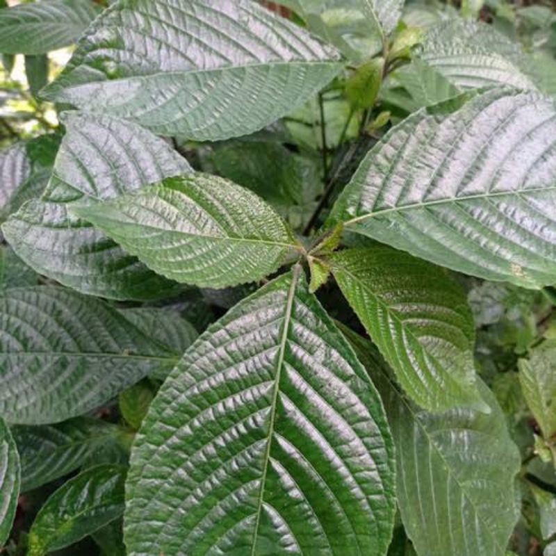 Jual 100Lembar Daun pecah beling/Keji beling - untuk bahan herbal alami ...