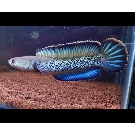 Jual Ikan channa stewarti karbialong indukan premium grade A full dot ...