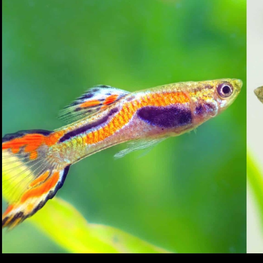 Jual IKAN HIAS GUPPY WRANGLER AIR TAWAR AQUARIUM AQUASCAPE | Shopee Indonesia