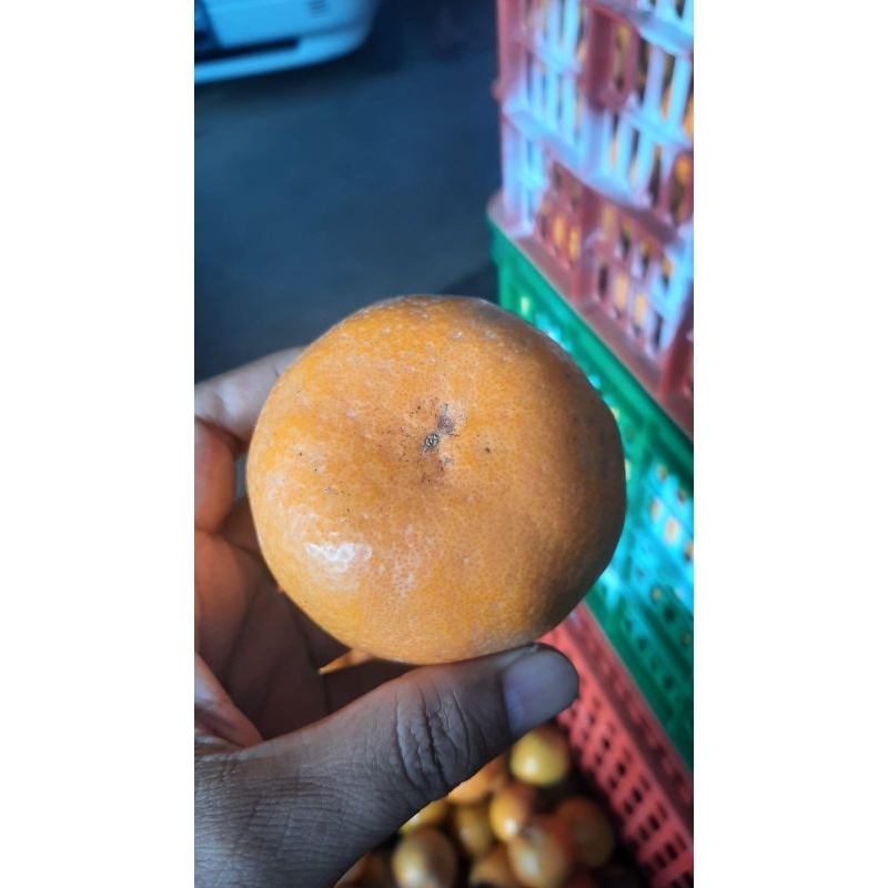 Jual Jeruk Siam Madu Malang Super Besar Manis | Shopee Indonesia