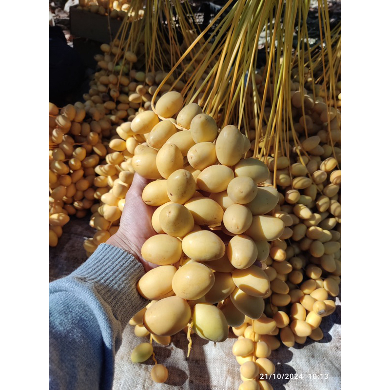 Jual KURMA MUDA RUTHOB SEGAR BARKHEE MANIS BANGET - KUNING | Shopee ...