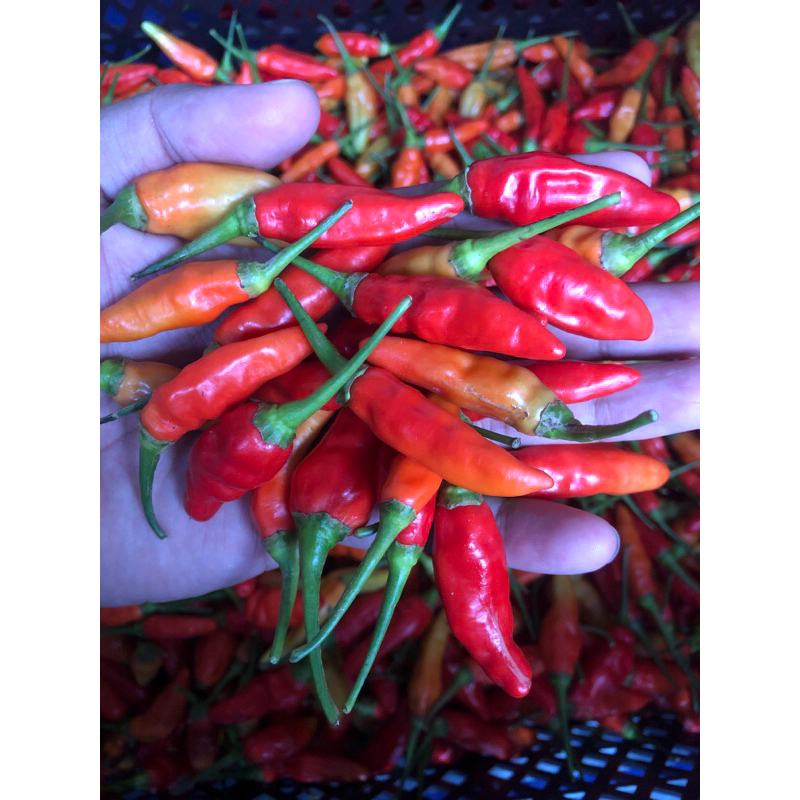 Jual Cabe rawit ORI grade hongkong 1 kg | Shopee Indonesia