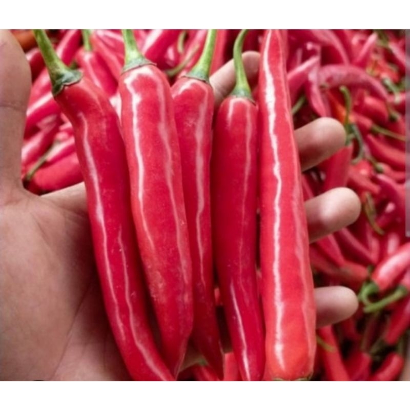 Jual SisumaFresh Cabe Merah Besar 1 Kg | Shopee Indonesia