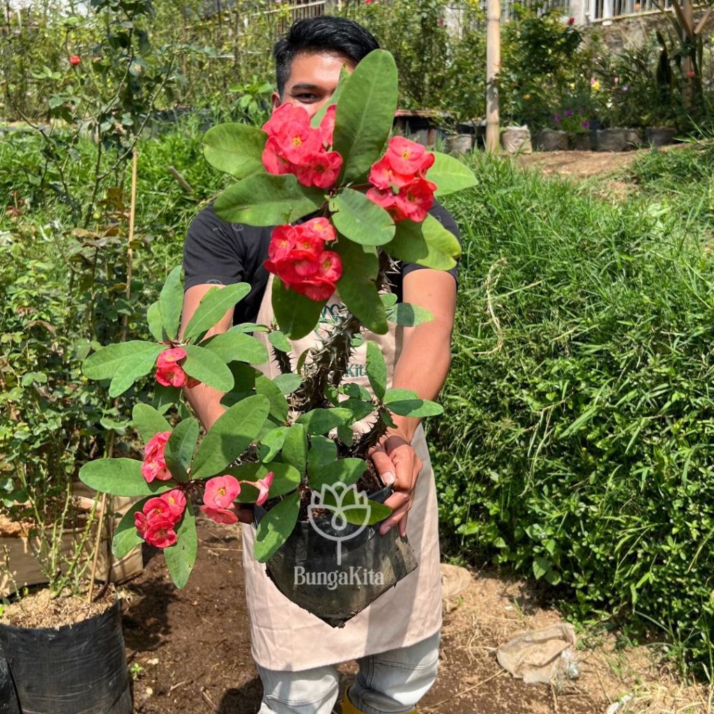 Jual Tanaman Pagar Bunga EUPHORBIA Milii Merah | Shopee Indonesia