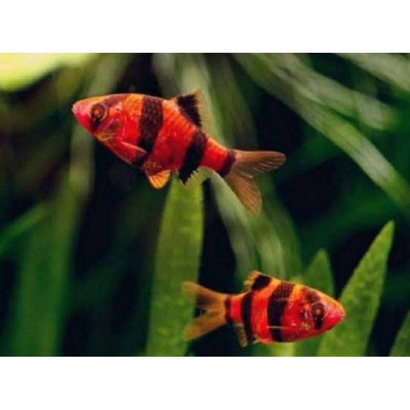 Jual ikan sumatra tiger barb red merah / ikan pemakan kutu koi dan koky ...