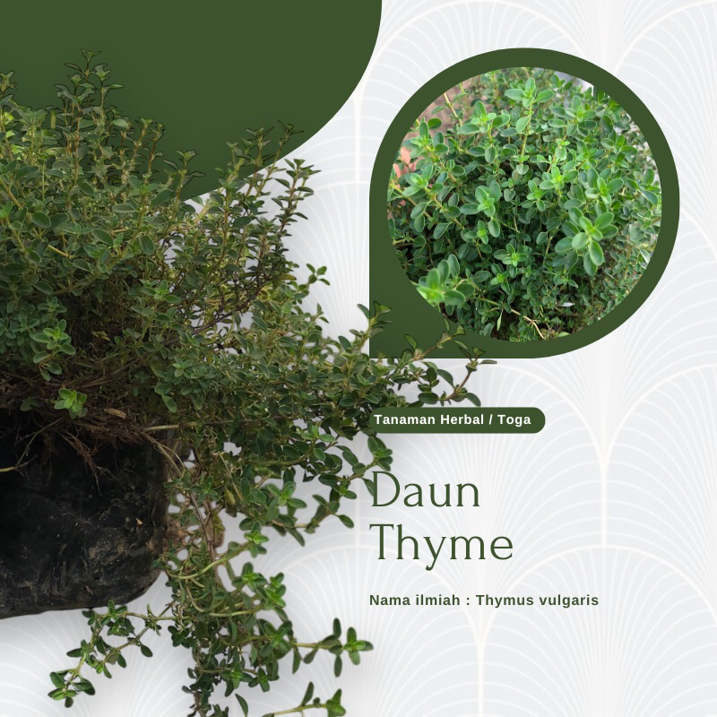 Jual Tanaman Herbal Rempah Penyedap Timi atau Thyme | Shopee Indonesia