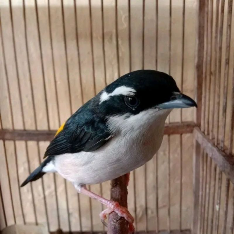 Jual Burung Pentet kembang pilihn jantan istimewa | Shopee Indonesia