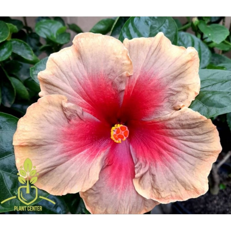 Jual Tanaman Hias Pohon Kembang Bunga Sepatu Hibiscus Brown Sugar ...