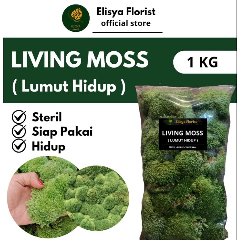 Jual LIVING MOSS(LUMUT HIDUP) LEMPENGAN MASIH PRESH 1KG SIA PAKAI ...
