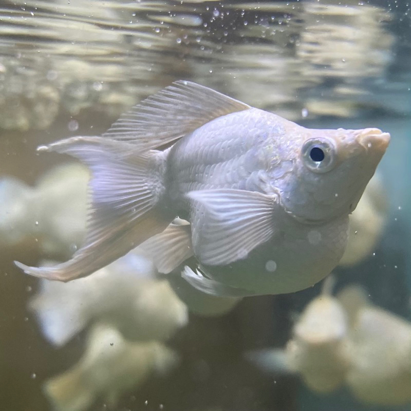 Jual (SIZE JUMBO) IKAN HIAS MOLLY PLATINUM CAWANG MOLLY BALON MOLLY ...