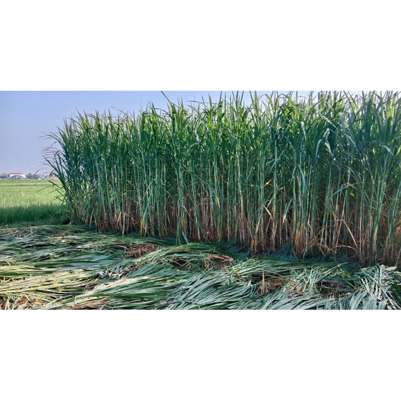 Jual Bibit Rumput Pakchong/Pakcong, Pakan Ternak, Kambing, Sapi, Domba ...