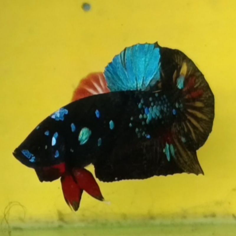 Jual HIASAN AQUARIUM IKAN CUPANG PLAKAT AVATAR NEMO AVATAR GORDON NEMO ...