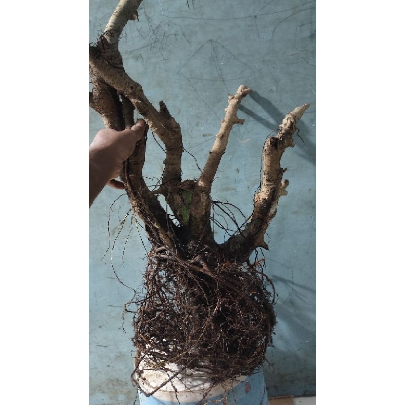 Jual bahan bonsai ficus beringin Bunut preh realpic sesuai gambar 3,5kg ...
