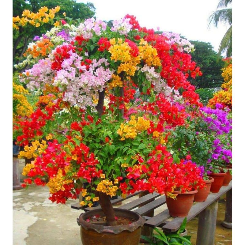 Jual Bougenville 5 warna bugenvil ekor musang merah bunga kertas ...