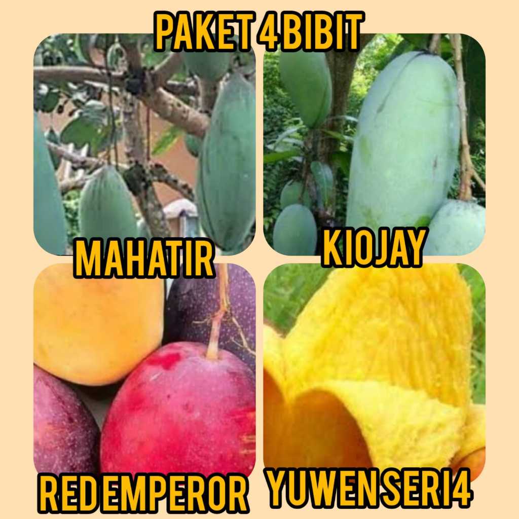 Jual Paket 4 Bibit Mangga / Mahatir, Kiojay, Red Emperor, Yuwen 4 ...