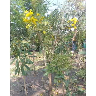 Jual Pohon Tabebuya Terlengkap & Harga Terbaru November 2024 | Shopee ...