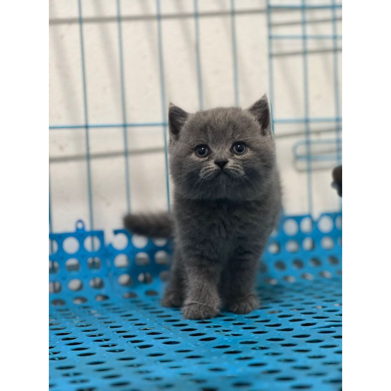 Jual Kucing British Shorthair Blue Solid | Shopee Indonesia