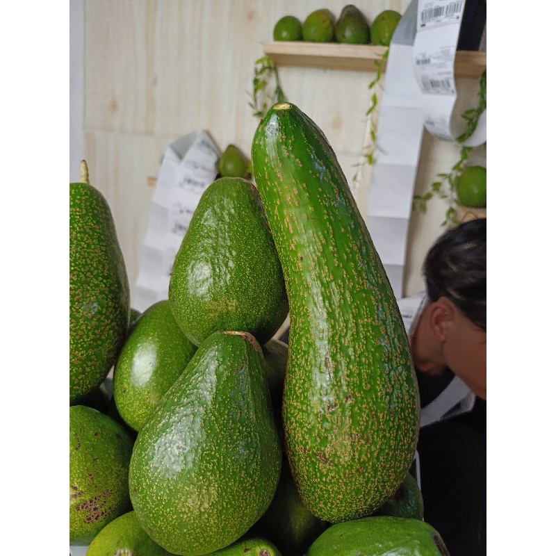 Jual ALPUKAT PREMIUM BESAR - HANJUANG (PANJANG) | Shopee Indonesia