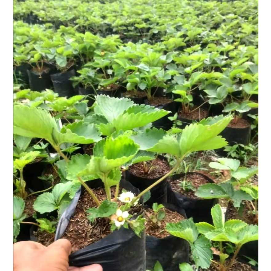 Jual BIBIT TANAMAN STRAWBERRY CALIFORNIA COD KUALITAS SUPER TANAMAN ...