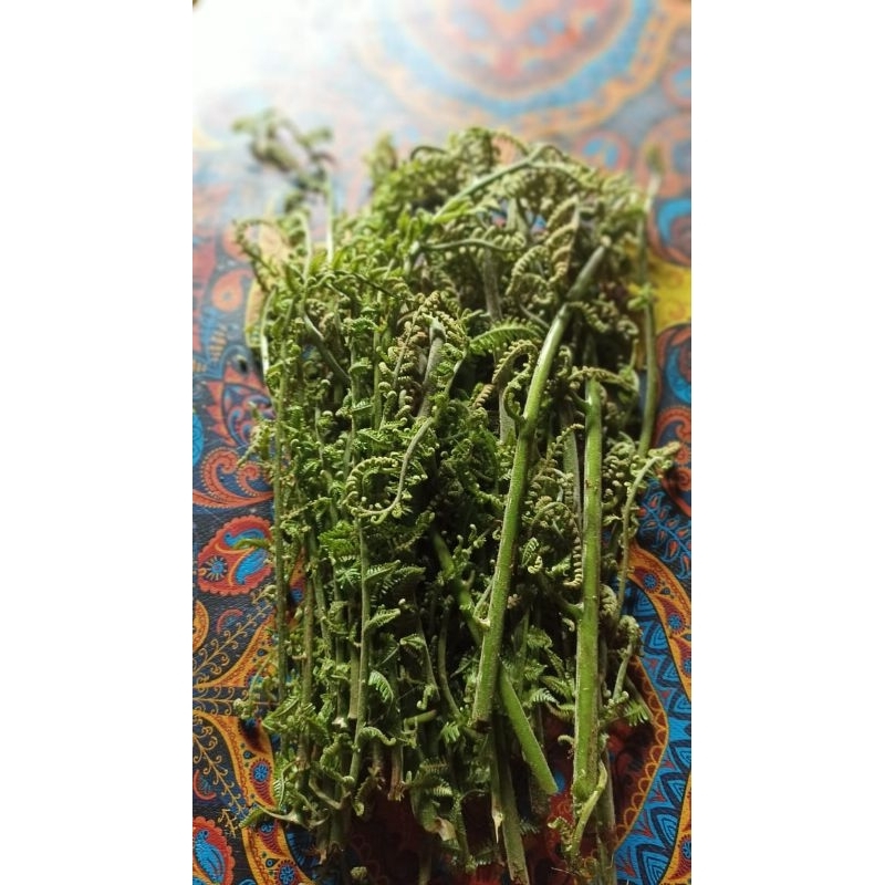 Jual Pakis Sayur Segar.500 gram | Shopee Indonesia