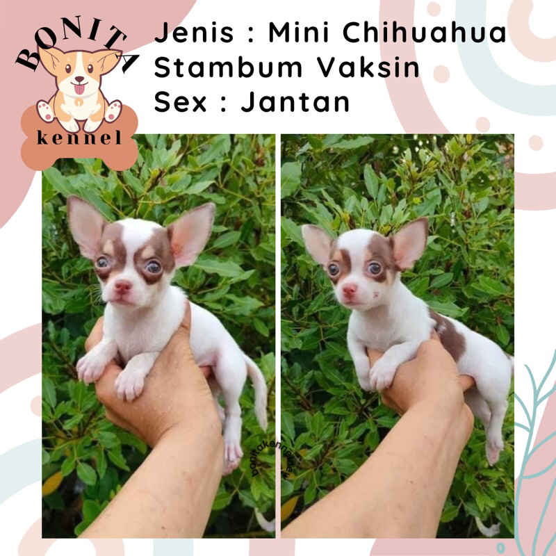 Jual Chihuahua Stambum Anak Anjing Mini Chihuahua | Shopee Indonesia