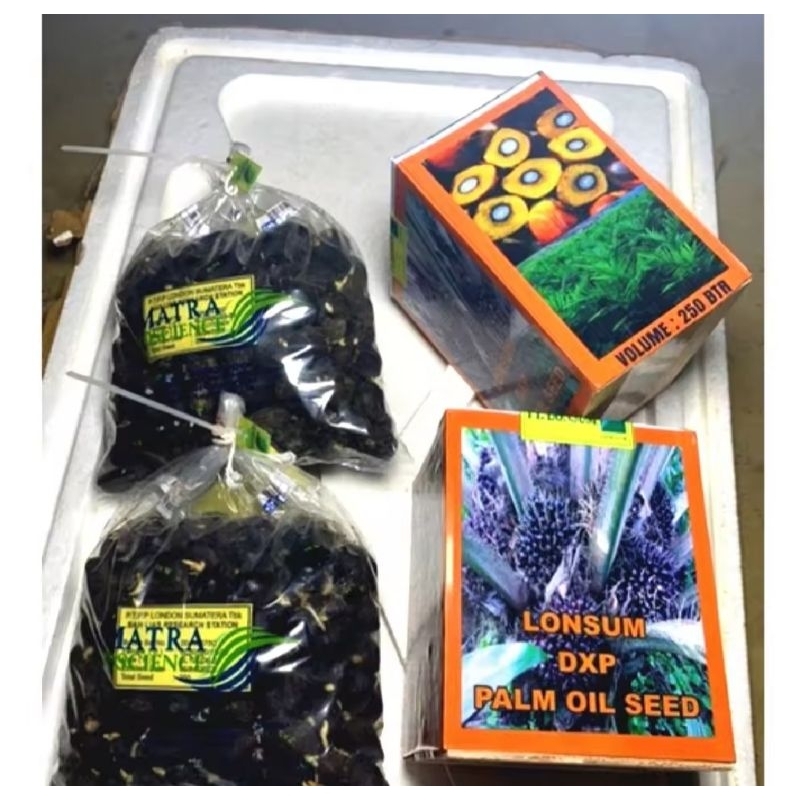 Jual Benih Sawit unggul DXP LONSUM ORIGINAL | Shopee Indonesia