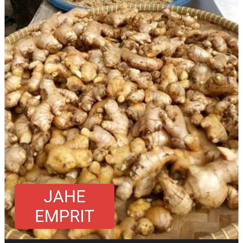 Jual JAHE EMPRIT PER 250 GRAM | Shopee Indonesia