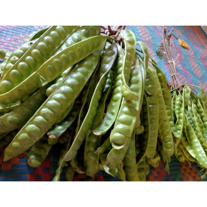 Jual PETAI UKURAN SEDANG ISI 10 PAPAN | Shopee Indonesia